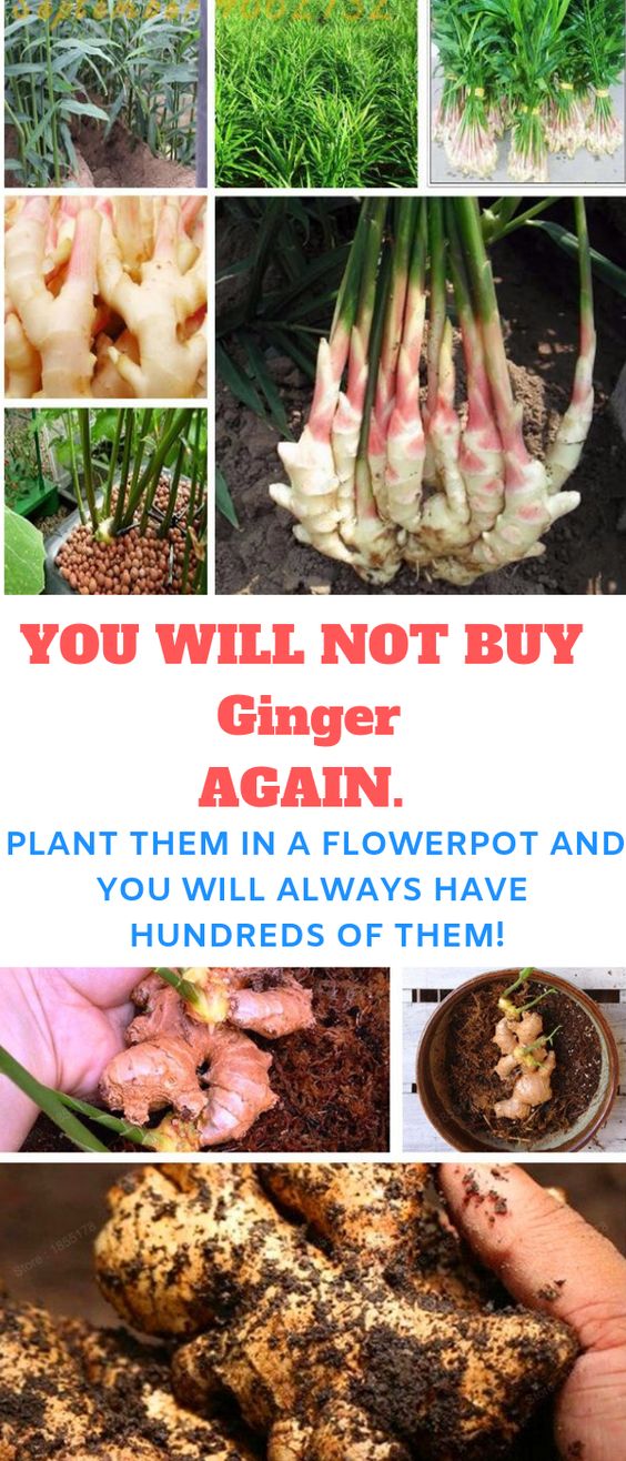 How to Grow Ginger - Garden By Yourself