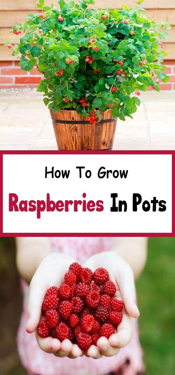 How To Grow Raspberries - Garden By Yourself